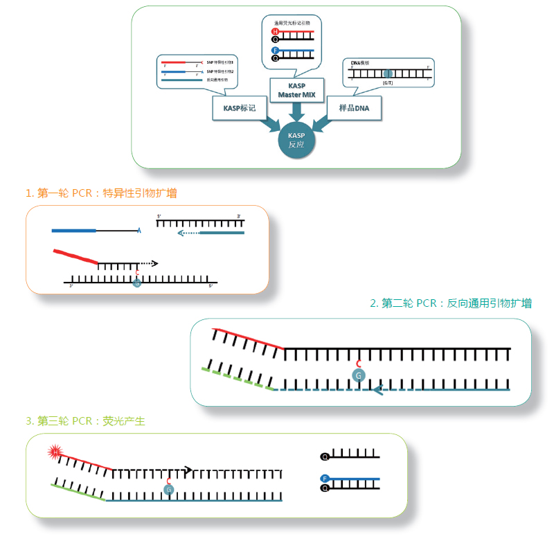基于KASP技术的SNP 基因型检测服务 - 维百奥（北京）生物科技有限公司